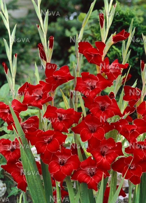 Gladiolus Flevo Junior