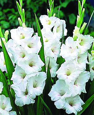 Gladiolus White Prosperity