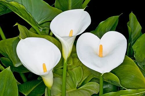 Kala-Calla White