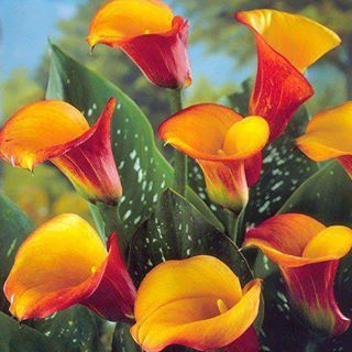 Kala- Calla Orange