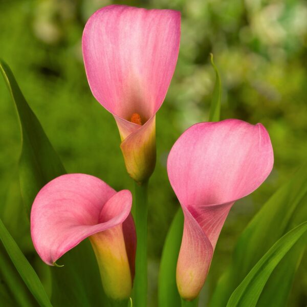 Kala-Calla Pink