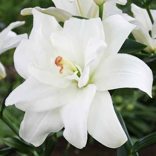 Ljiljan-Lilium Double Asiatic Annemarie’s Dream