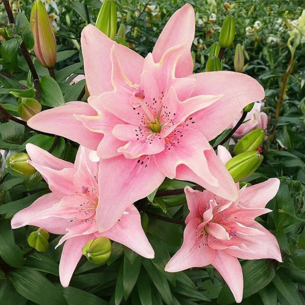 Ljiljan-Lilium Double Asiatic Elodie