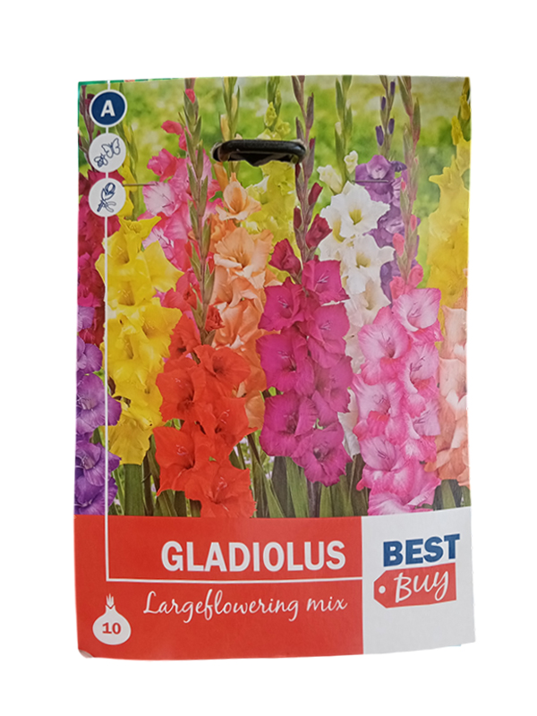 Gladiola Large mix