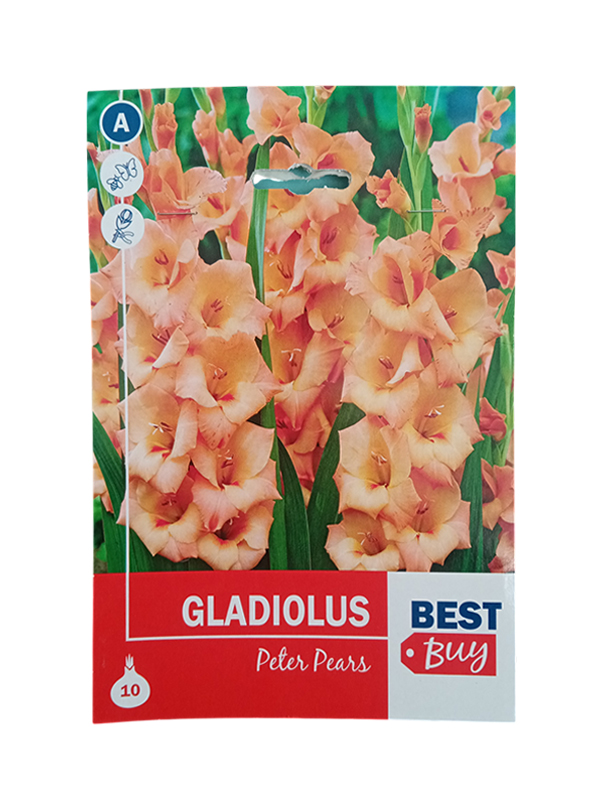 Gladiola Peter Pears