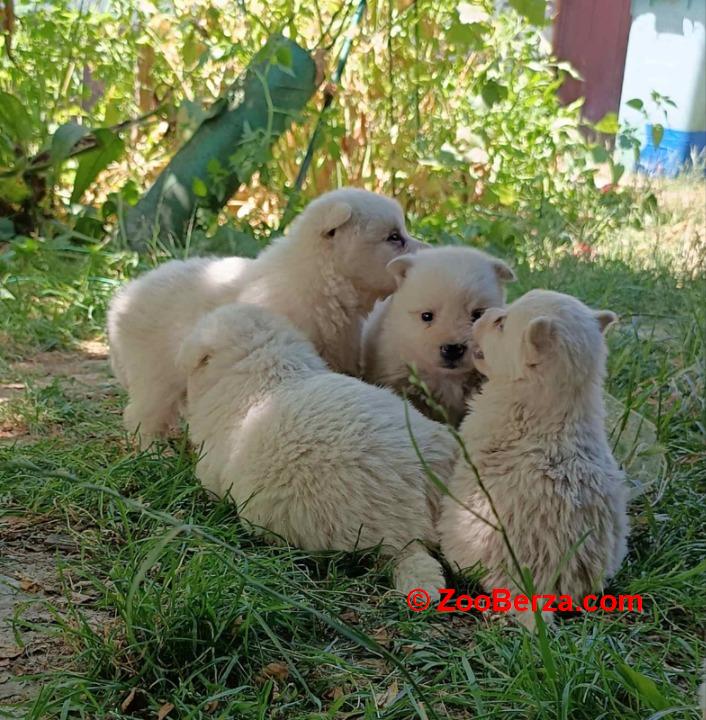 Nemački špic, prelepi beli štenci