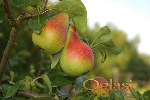 Kvalitetne sertifikovane vocne sadnice iz Rasadnika Antic