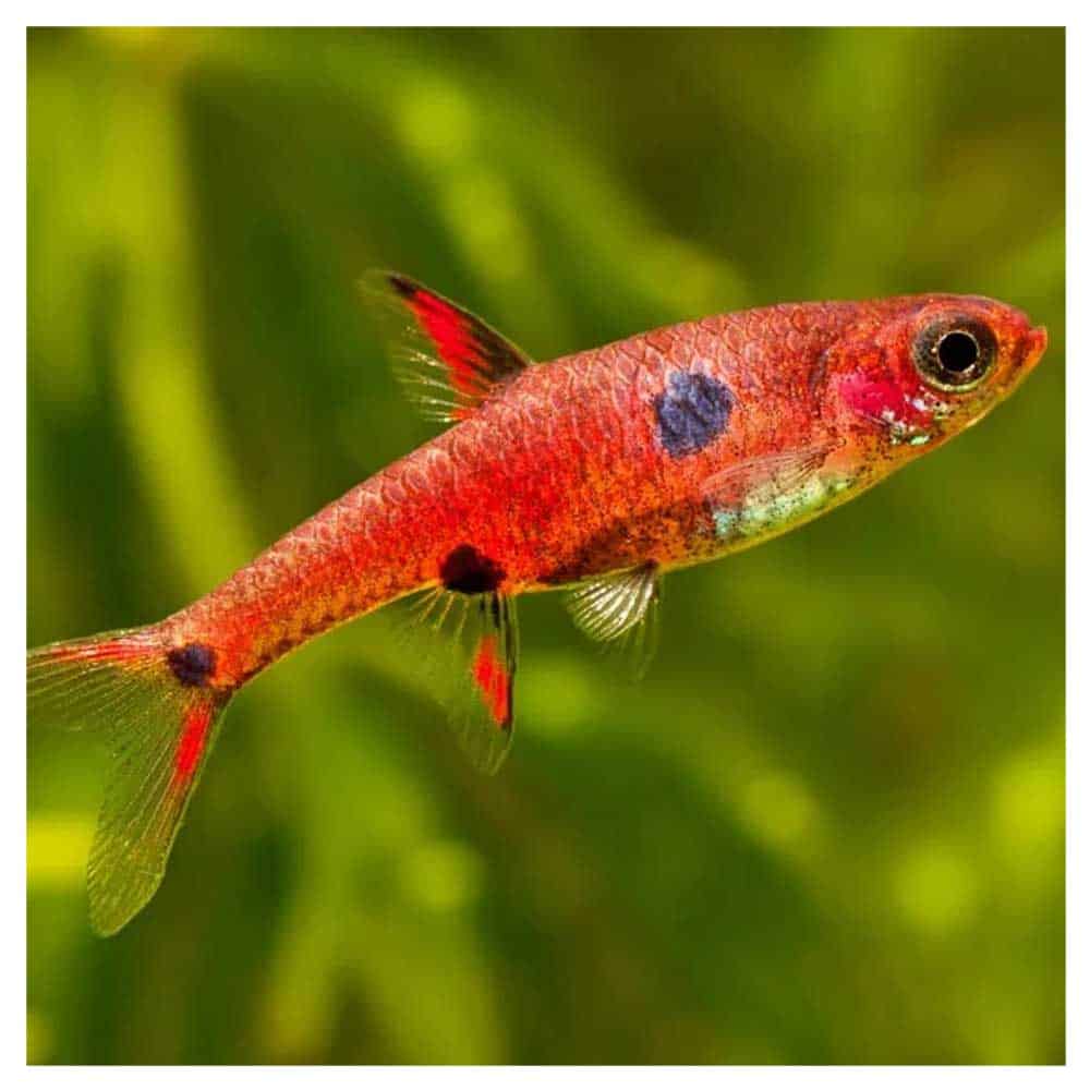 Rasbora strawberry