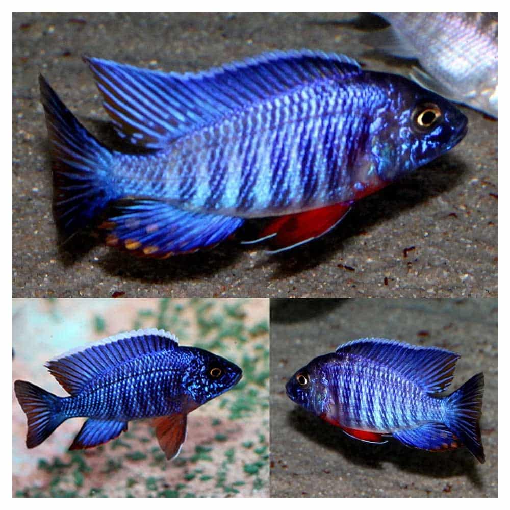 Aulonocara blue