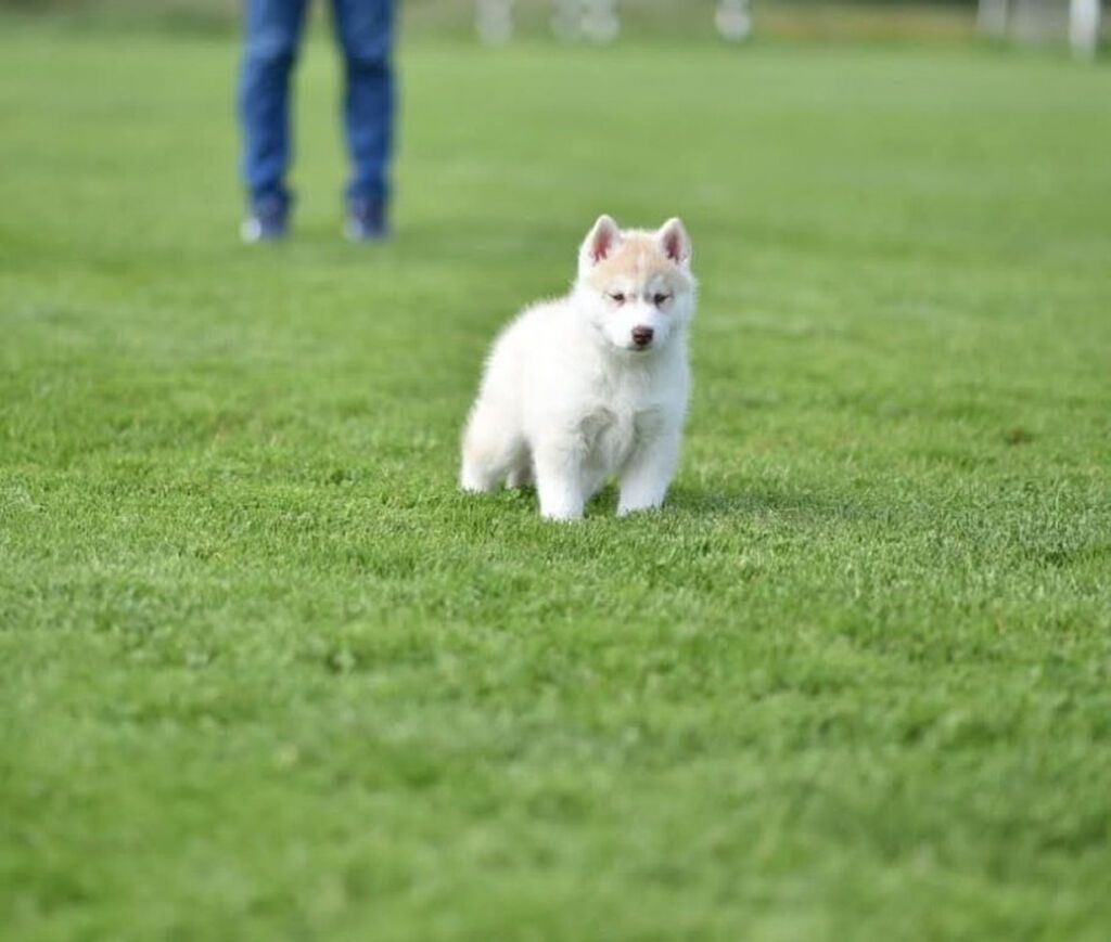 Prelepi štenci sibirskog haskija na prodaju. U ponudi štenci sibirskog