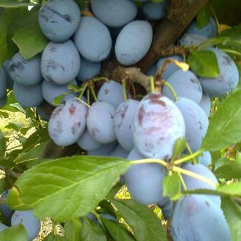 Prodaja sadnica svih vrsta voća