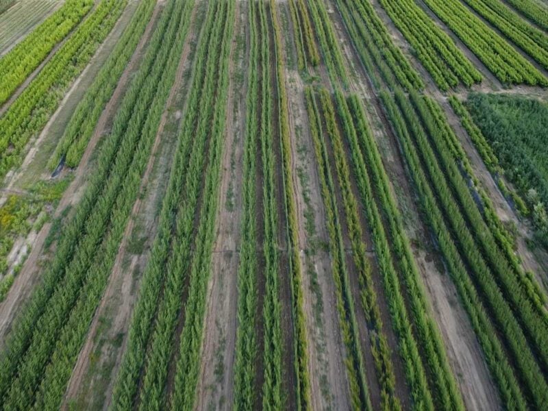 Ukrasne i vocne sadnice Rasadnik Prestiž