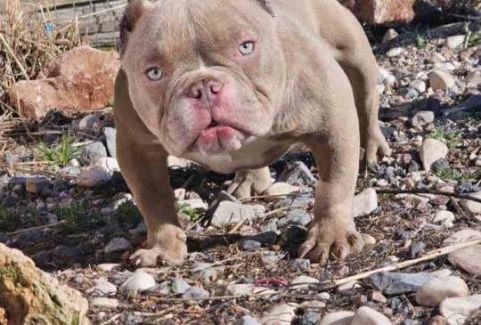 Zenka American Bully Poket U Egzotic Boj
