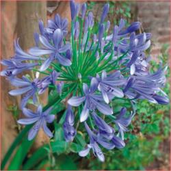 P08422 - Agapanthus blue
