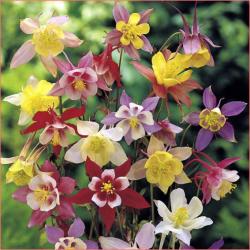 P201 - Aquilegia Mckana-visoka