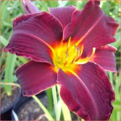 P413 - HEMEROCALLIS Ed Murray-1 sadnica