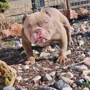 Zenka american bully poket u egzotic boji ❲ 2500 eur ❳
