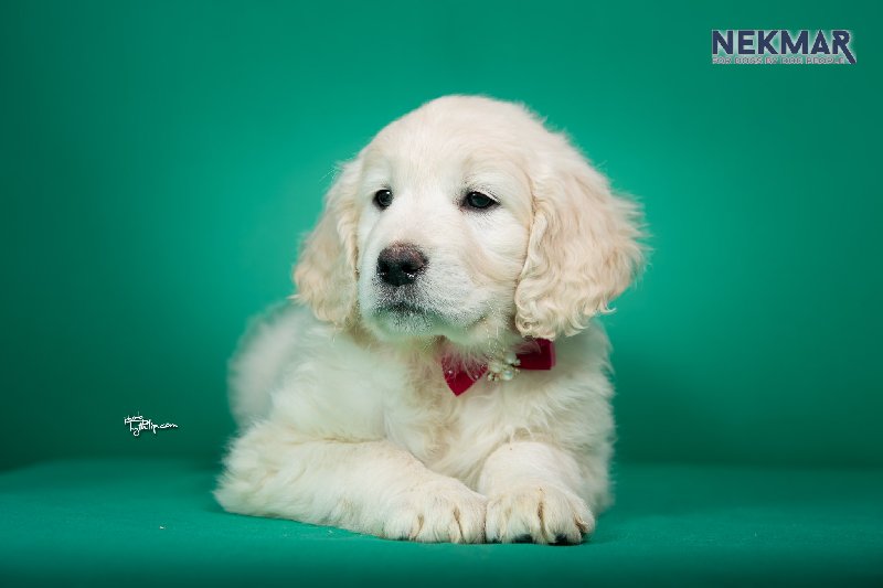 Zlatni retriver štenci