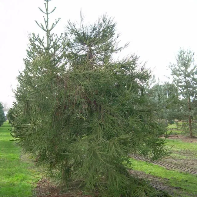 Cryptomeria japonica Dacrydiodes