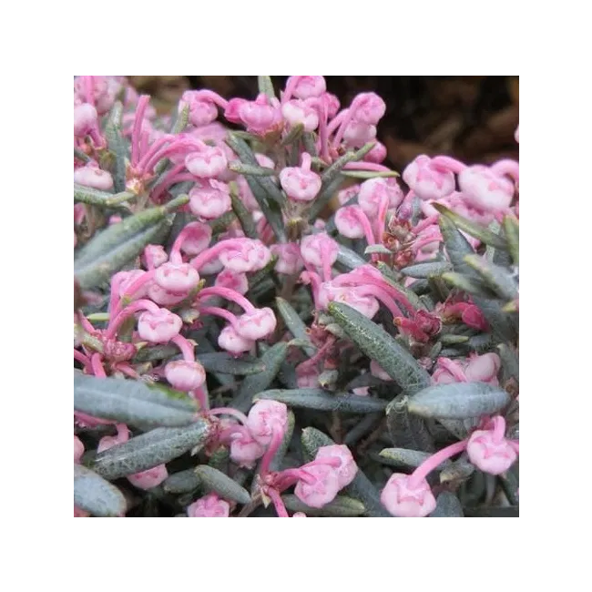 Andromeda polifolia Blue Ice