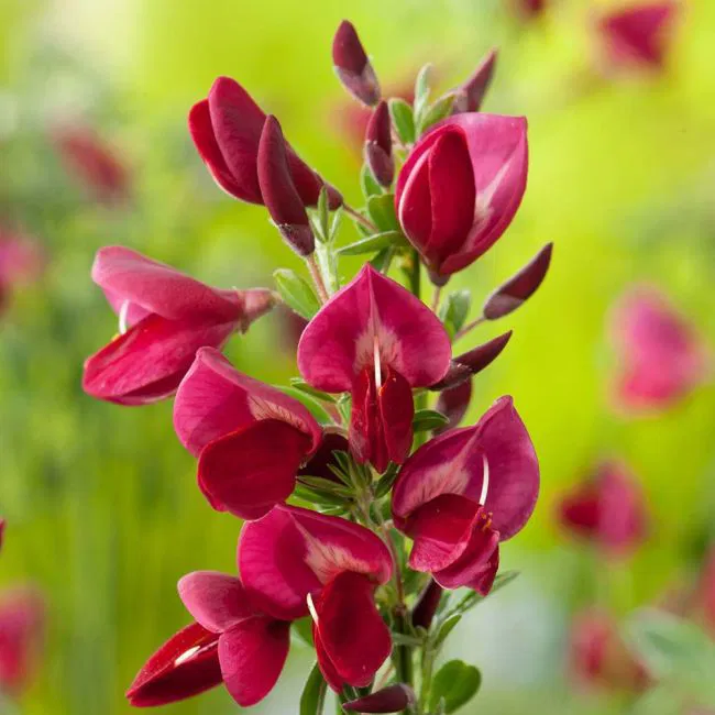 Cytisus Boskoop Ruby