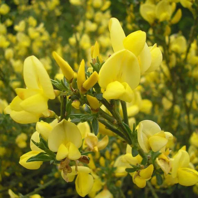 Cytisus praecox