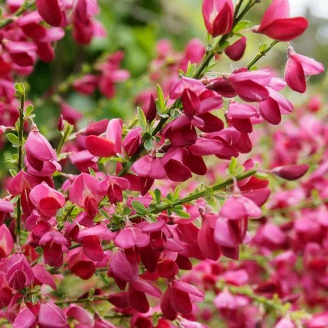 Cytisus praecox Hollandia