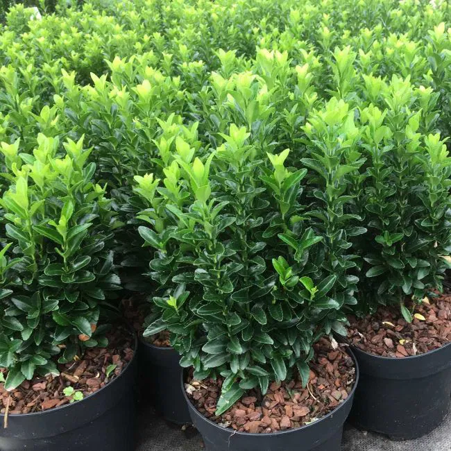 Euonymus japonica Green Spire
