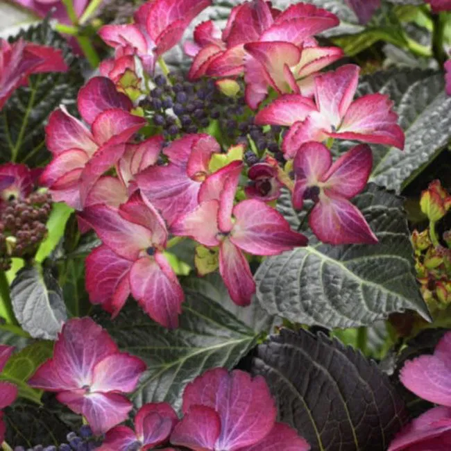 Hydrangea mac. Black Diamond-Dark angel purple