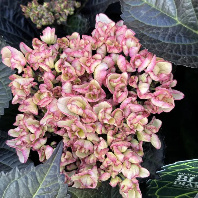 Hydrangea mac. Black Diamond-Midnigh pearl