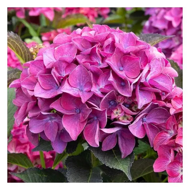 Hydrangea mac. Black Diamond-Red angel purple