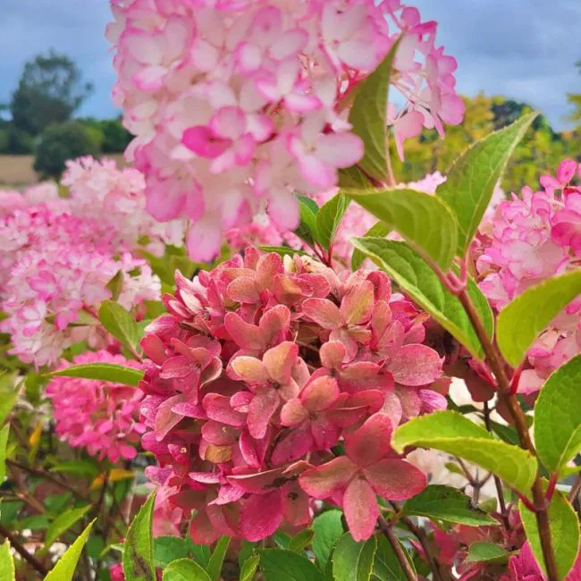 Hydrangea paniculata Pettite Flori