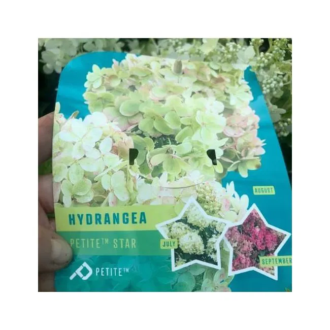 Hydrangea paniculata Pettite Star