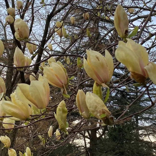 Magnolia Yellow Lantern