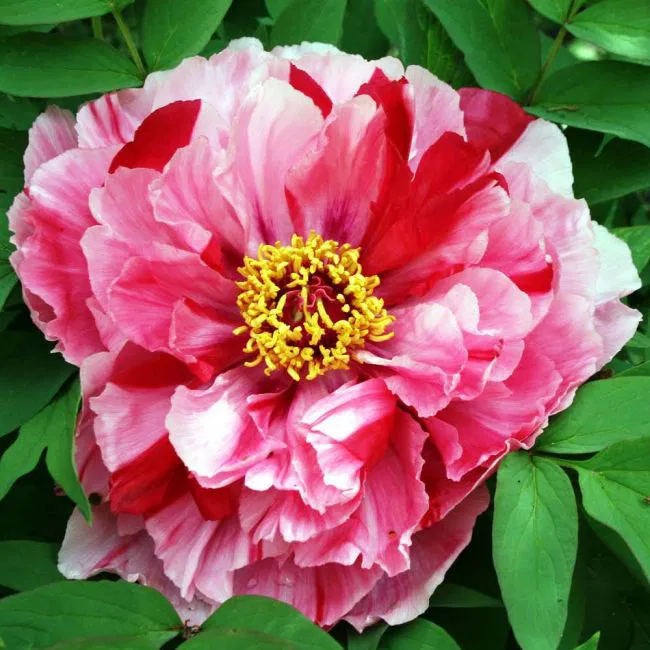 Paeonia suffruticosa Shimanishiki