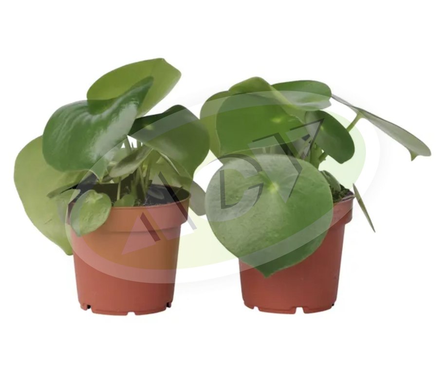 PEPEROMIA U SAKSIJI