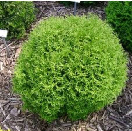 Thuja occidentalis 'Tiny Tim'