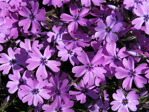 Phlox subulata (puzavi plamenac)