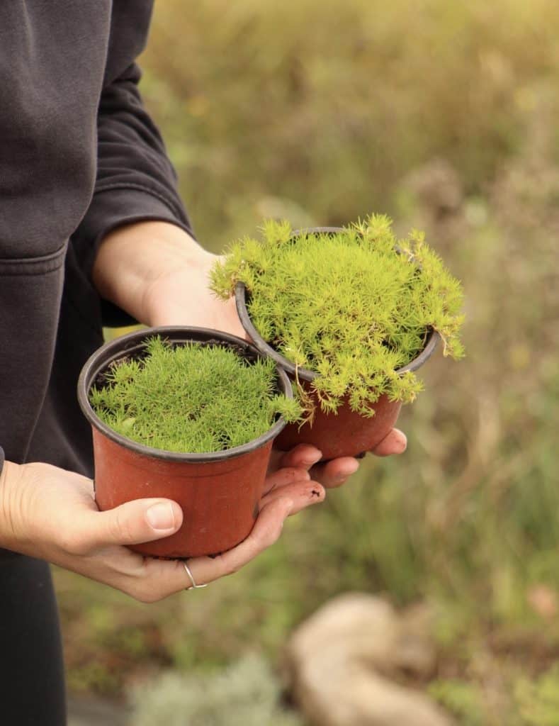 Sagina subulata 'Aurea' (Škotska mahovina)