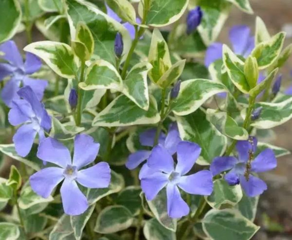 Vinca major ‘Variegata’