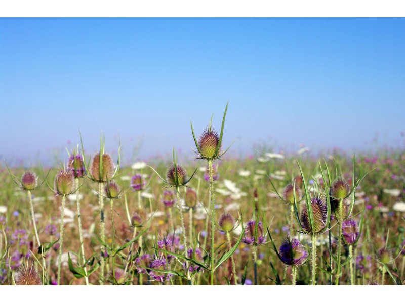 Čičkov pejzaž - M.Floršic