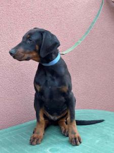 DOBERMAN MUŠKO ŠTENE,
