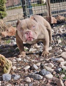 ZENKA AMERICAN BULLY POKET U EGZOTIC BOJI