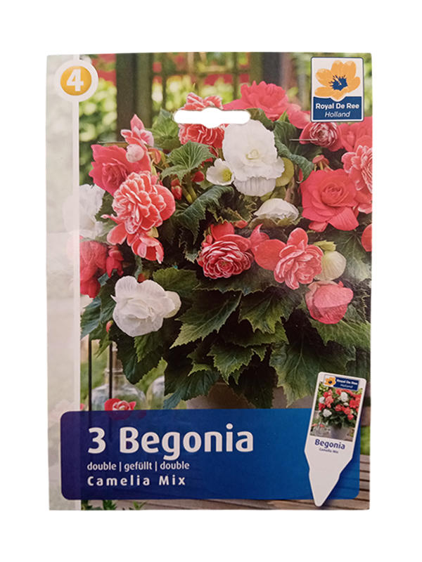 Begonija Camelia Mix