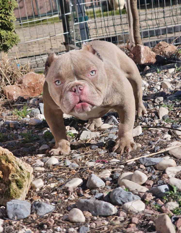 Zenka american bully poket u egzotic boji,