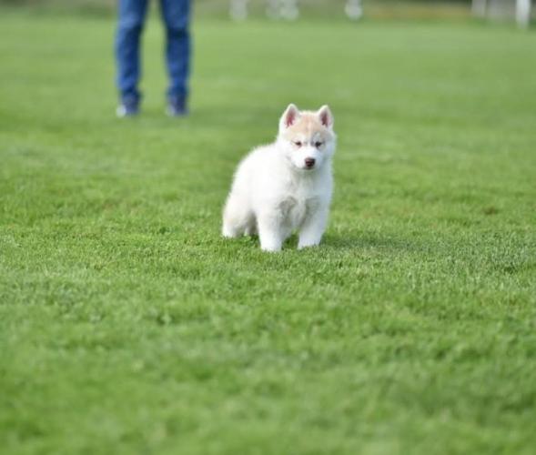 Sibirski haski štenci
Leskovac