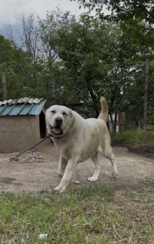 Srednjeazijski Ovcar - Azijat, ženka
Ruma