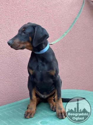 Doberman muško štene