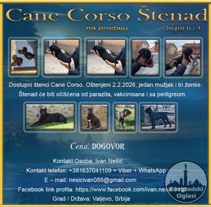 Cane Corso