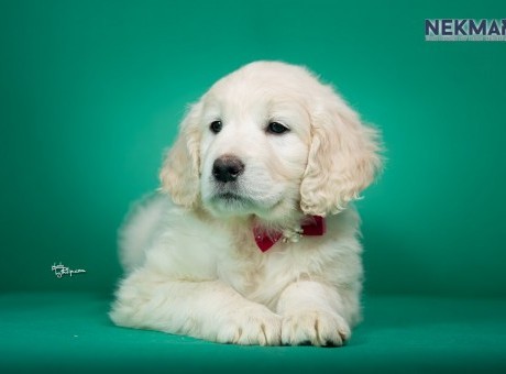 Zlatni retriver štenci